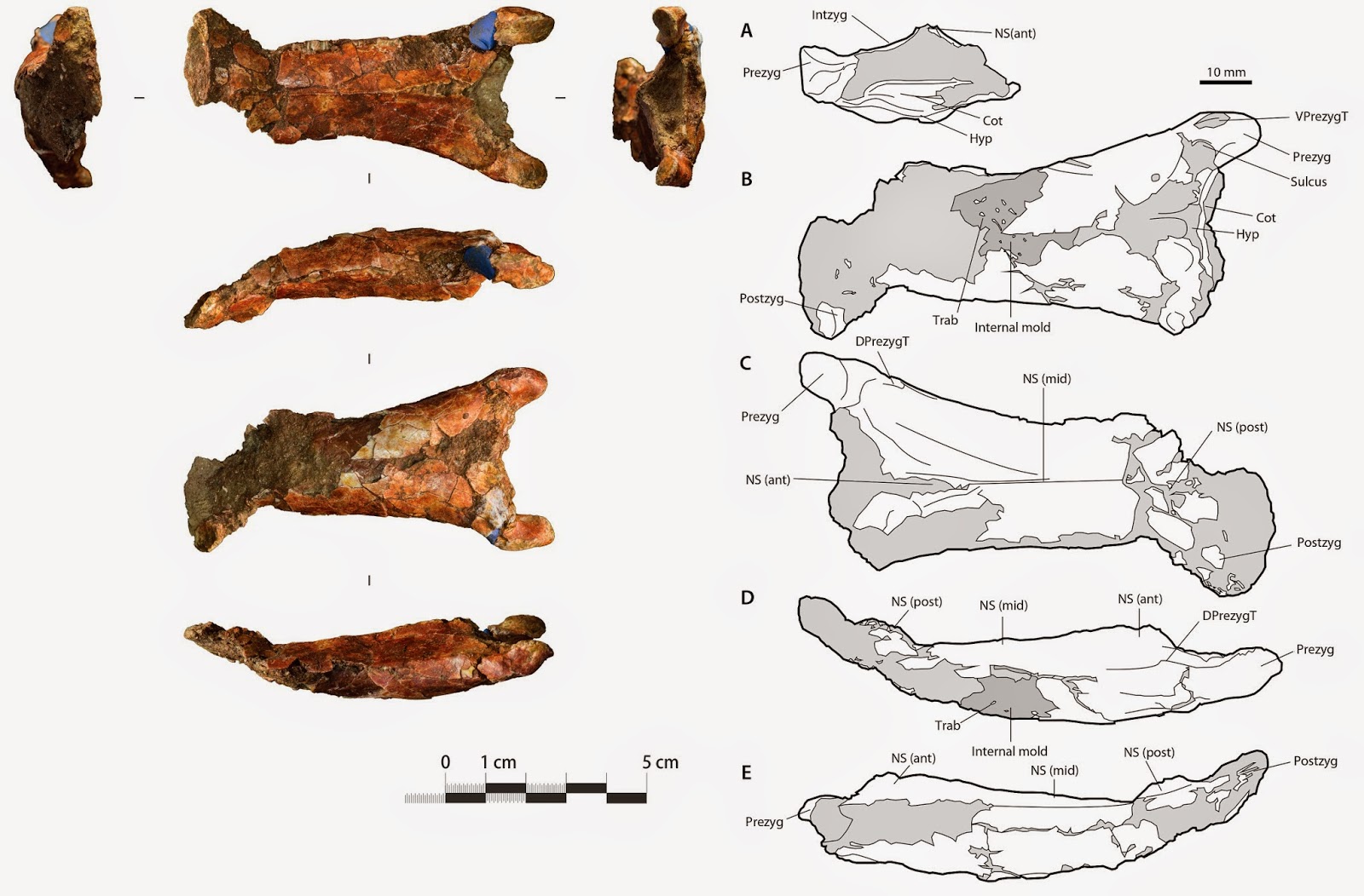 Sciency Thoughts: Azhdarchid Pterosaur cervical vertebra from the Late ...