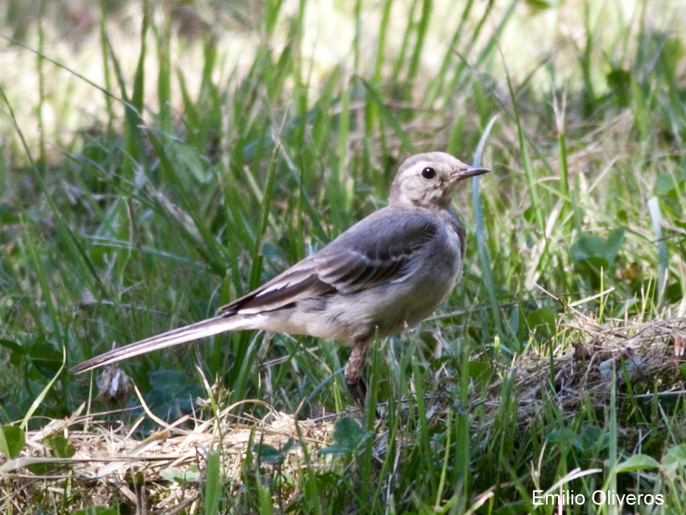HEGAZTIKLIK: LAVANDERA BLANCA (Motacilla alba)