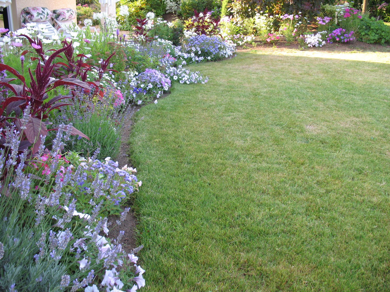 Roses du jardin Chêneland: Création d'une plate bande