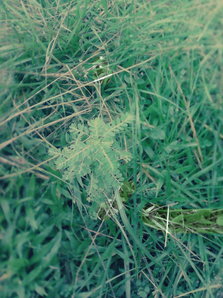 Gambar Daun Meniran Terlengkap | Kumpulan Gambar