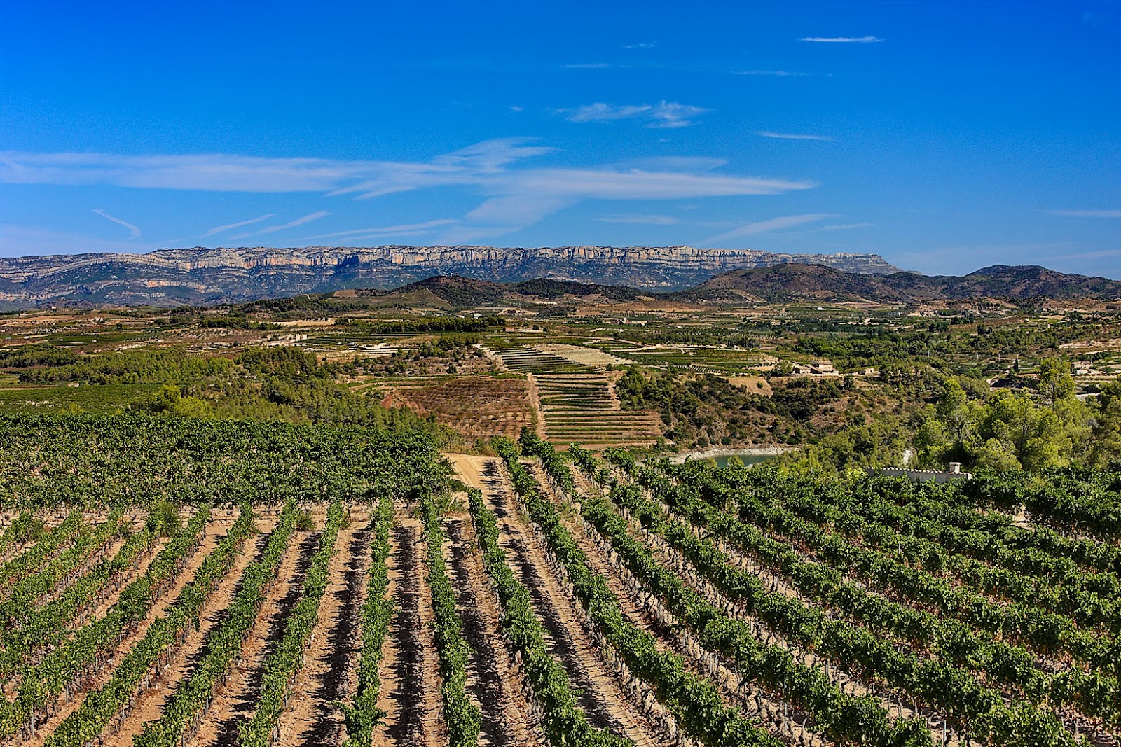 SIMPLE WINES: La DO Montsant se prepara para celebrar su 10º aniversario