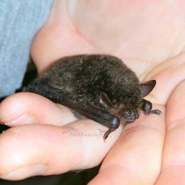 Rehab | Microbat | Myotis macropus, Southern Myotis, Large-footed ...