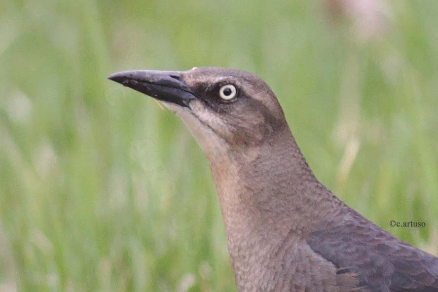Christian Artuso: Birds, Wildlife: Great-tailed Grackle in Manitoba
