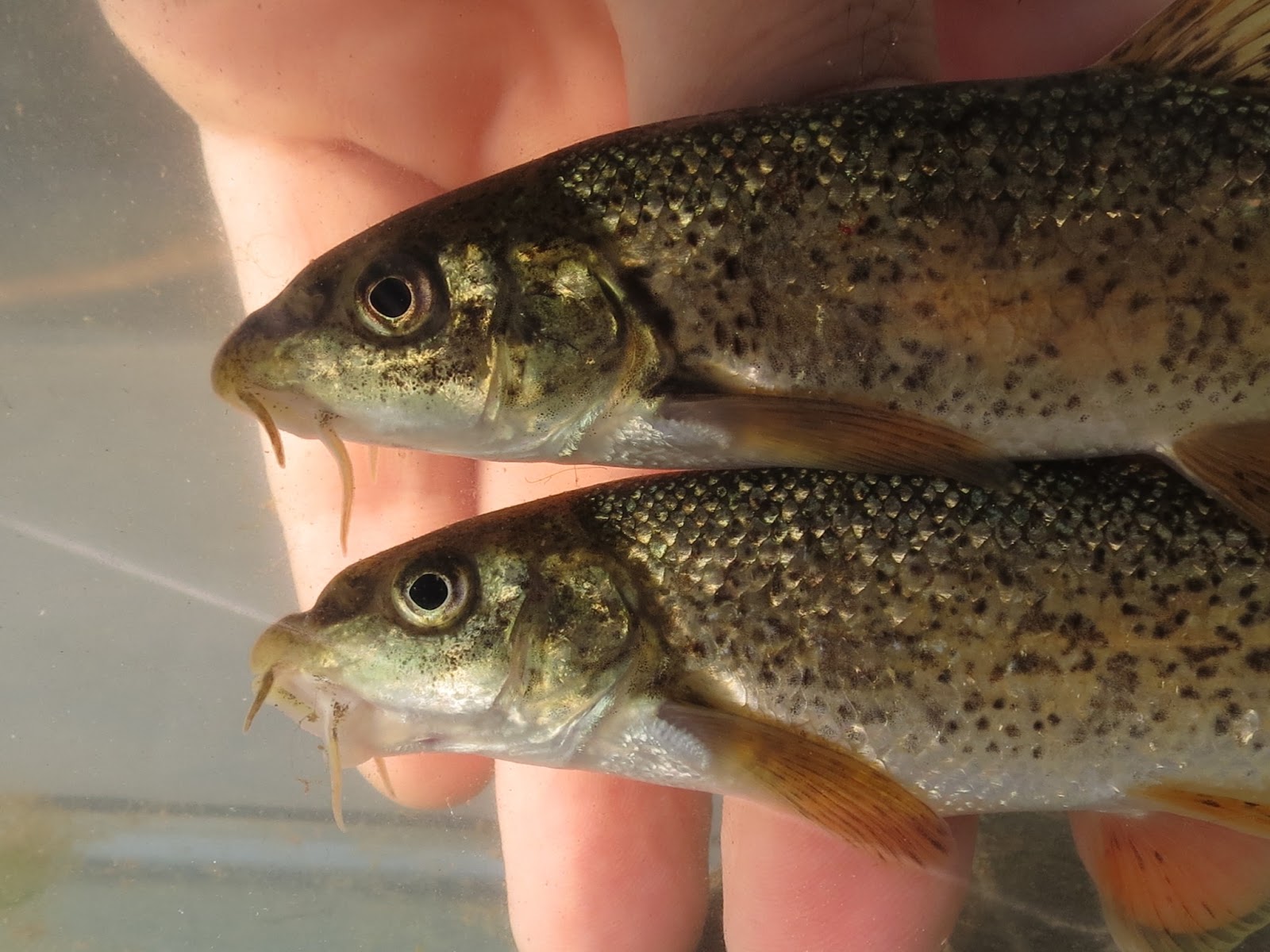 Athens Nature Journal: Peloponnesian fish survey: Let the fish speak!