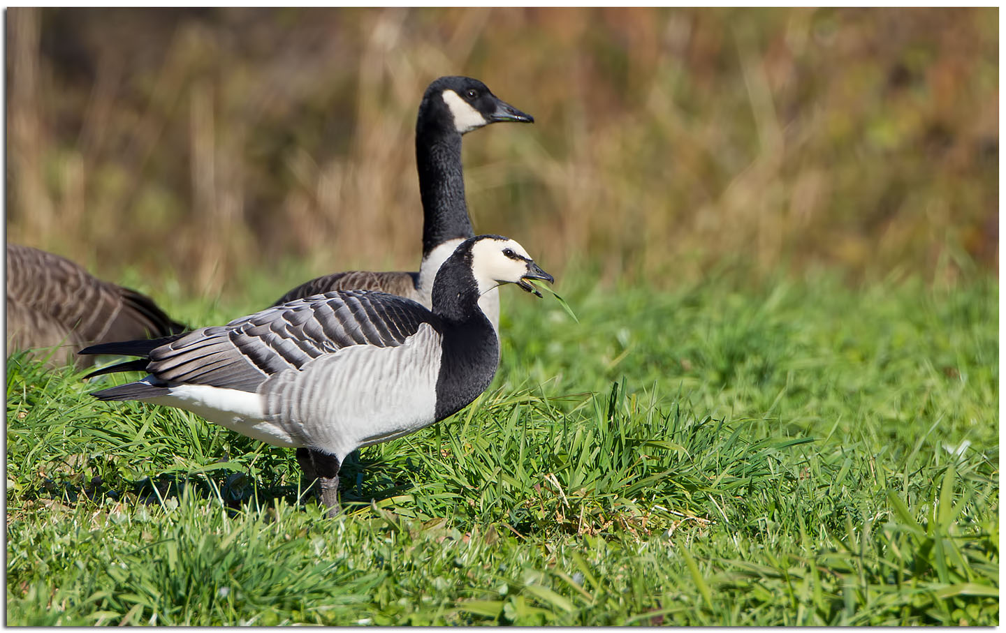 Owls & Others of Essex, MA: Barnacle Goose