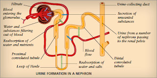 Urine Formation.....FORM III - online student resources