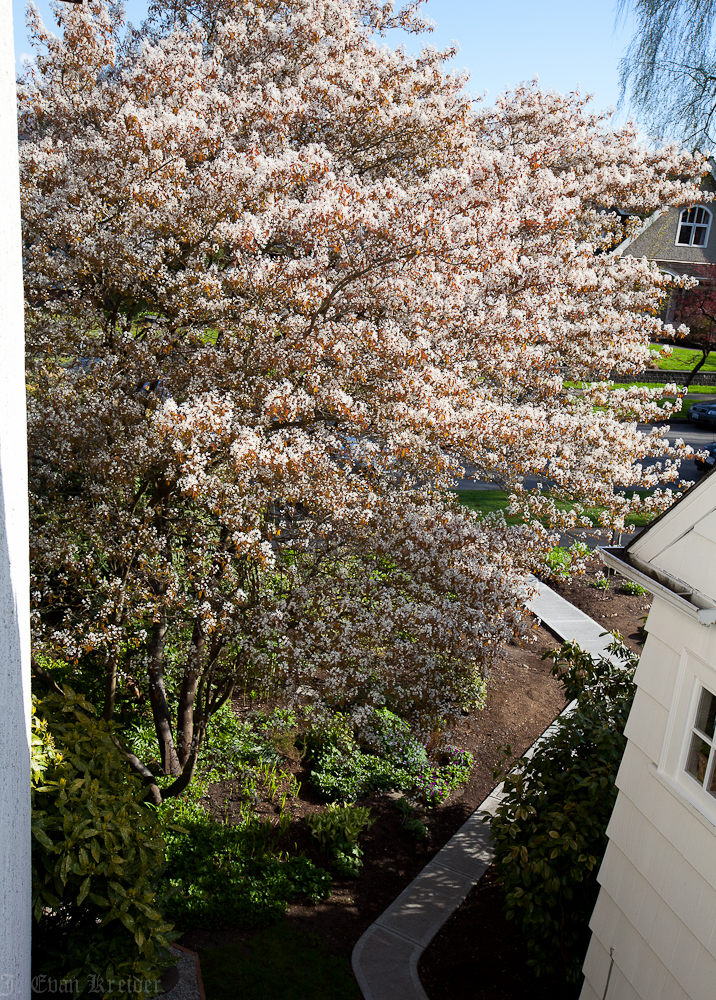 Kreider's Korner Photographs: Saskatoon tree blossoms