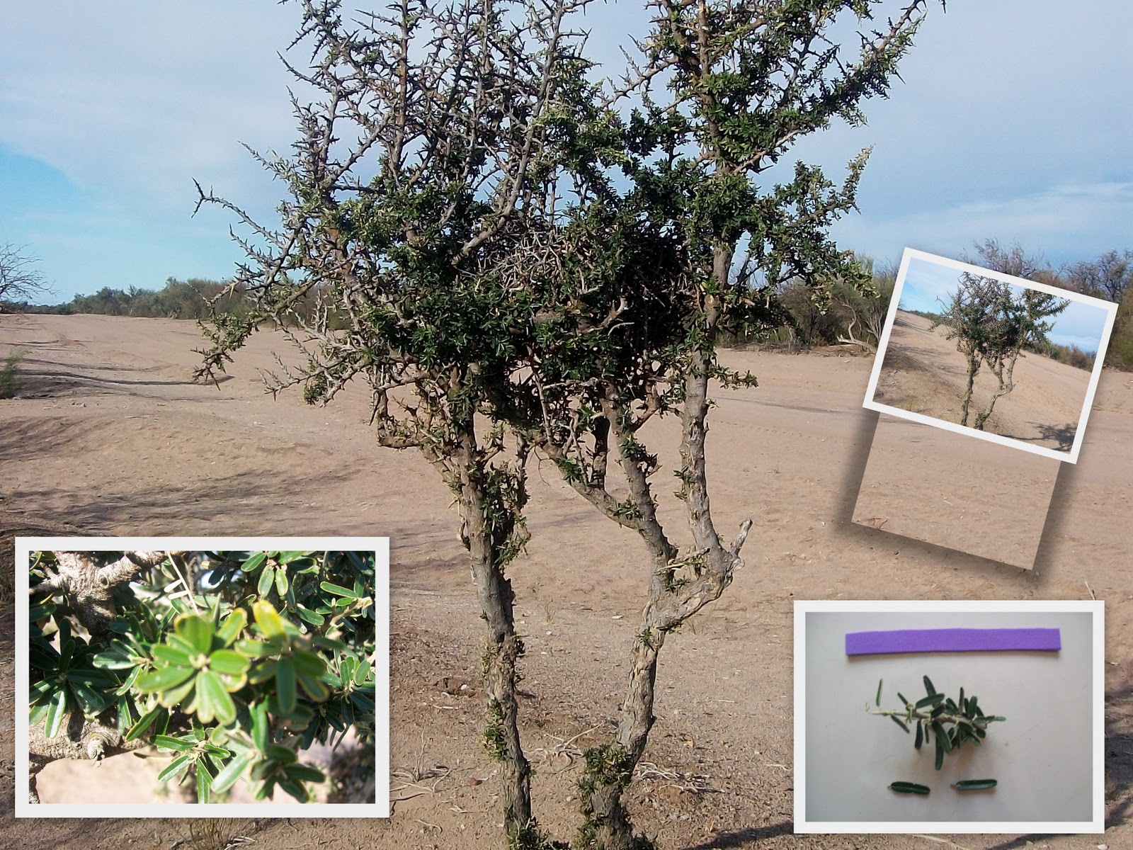 ESCUELA Nº 61 San Roque de Chipiscú - San Luis: ÁRBOLES Y ARBUSTOS DEL ...