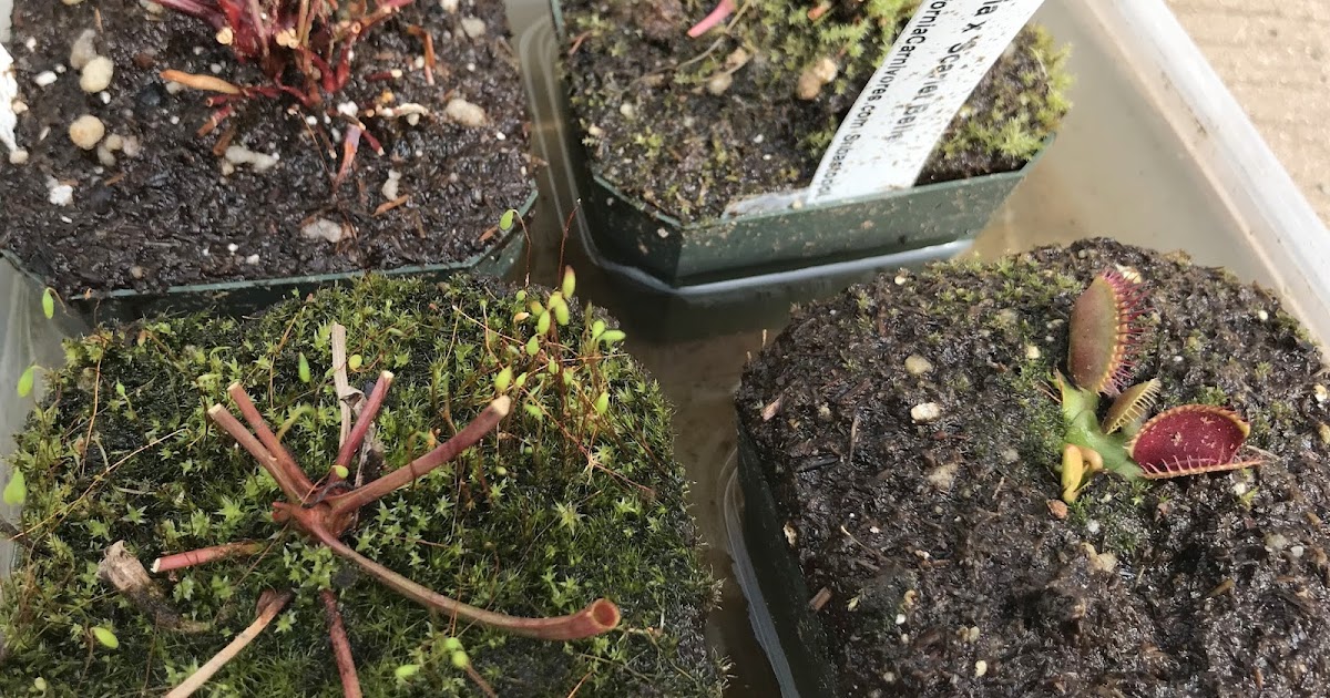 Daniel's Pacific NW Garden: Carnivorous Plants. 3.9.18