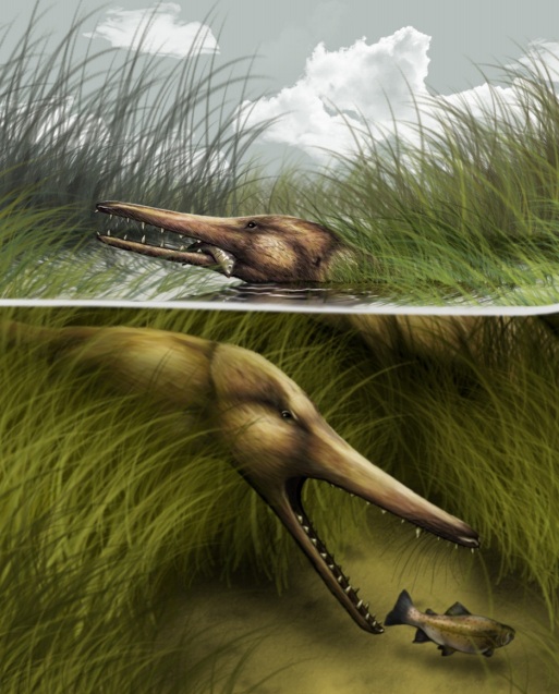 Xanthopan: Updates and Whale Reconstructions