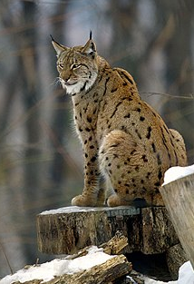Specieopedia the free Species Encyclopedia: Lynx