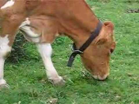 Funimals!: Reverse Peristalsis in cows