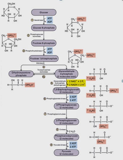 Proses Glikolisis Makanan yang Terjadi di Dalam Tubuh Ternak - Pojok ...