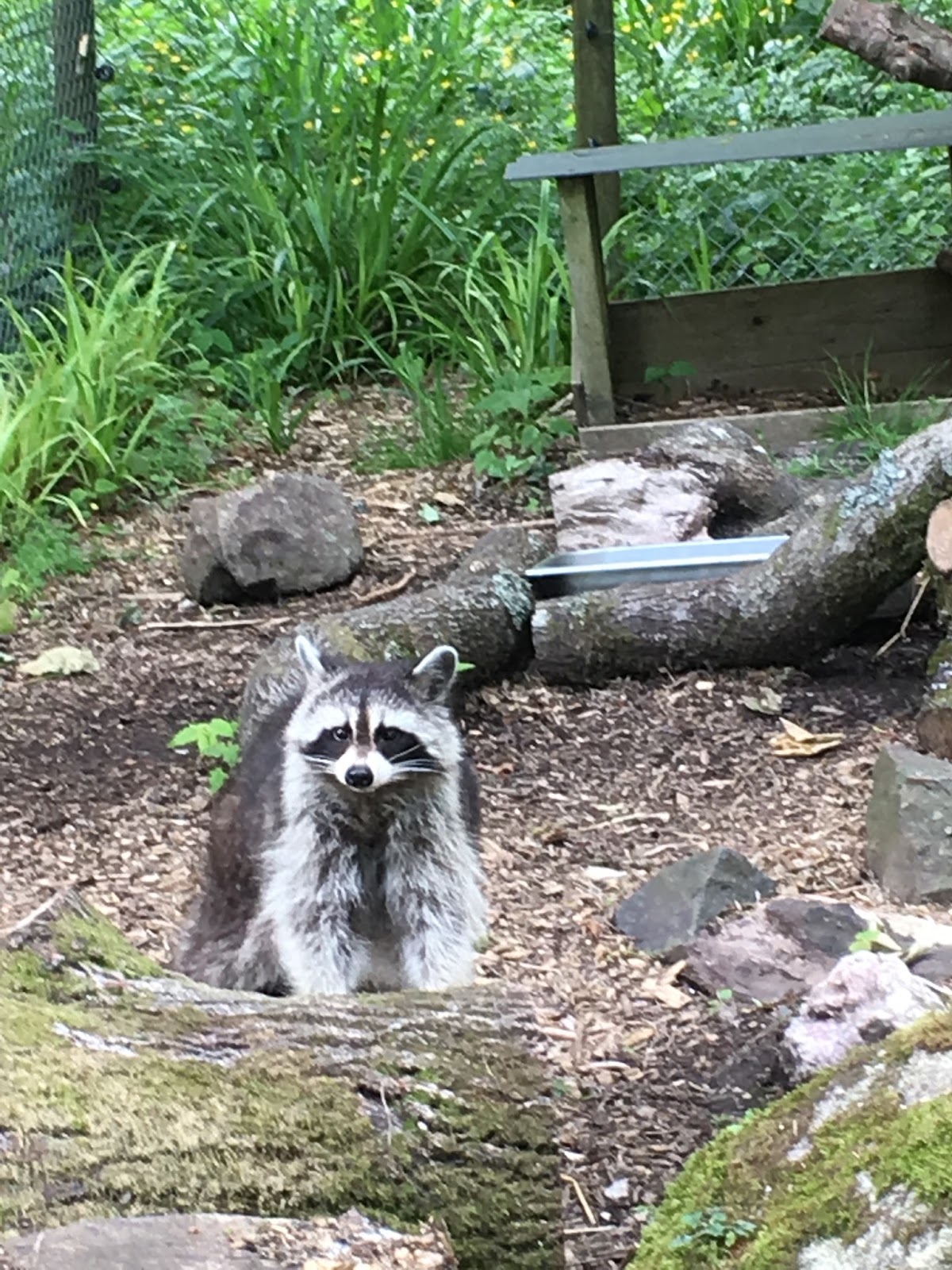 Dartmoor Zoo, Sparkwell, Devon
