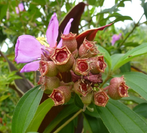 Greenfingers: Bunga di Laman - Senduduk