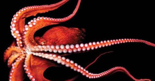 Phantoms and Monsters - Real Cryptid Encounter Reports - Fortean ...