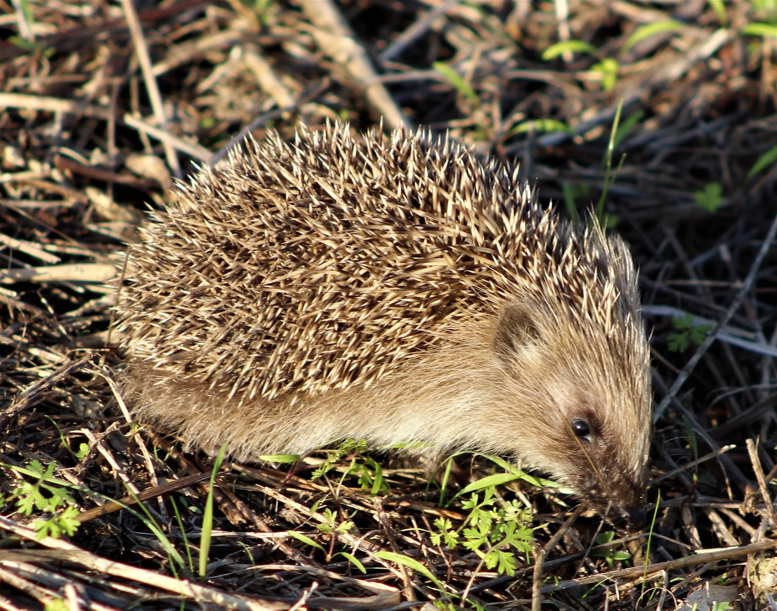 Imagens da vida animal: Ouriço-cacheiro (Erinaceus europaeus) (Dieta)