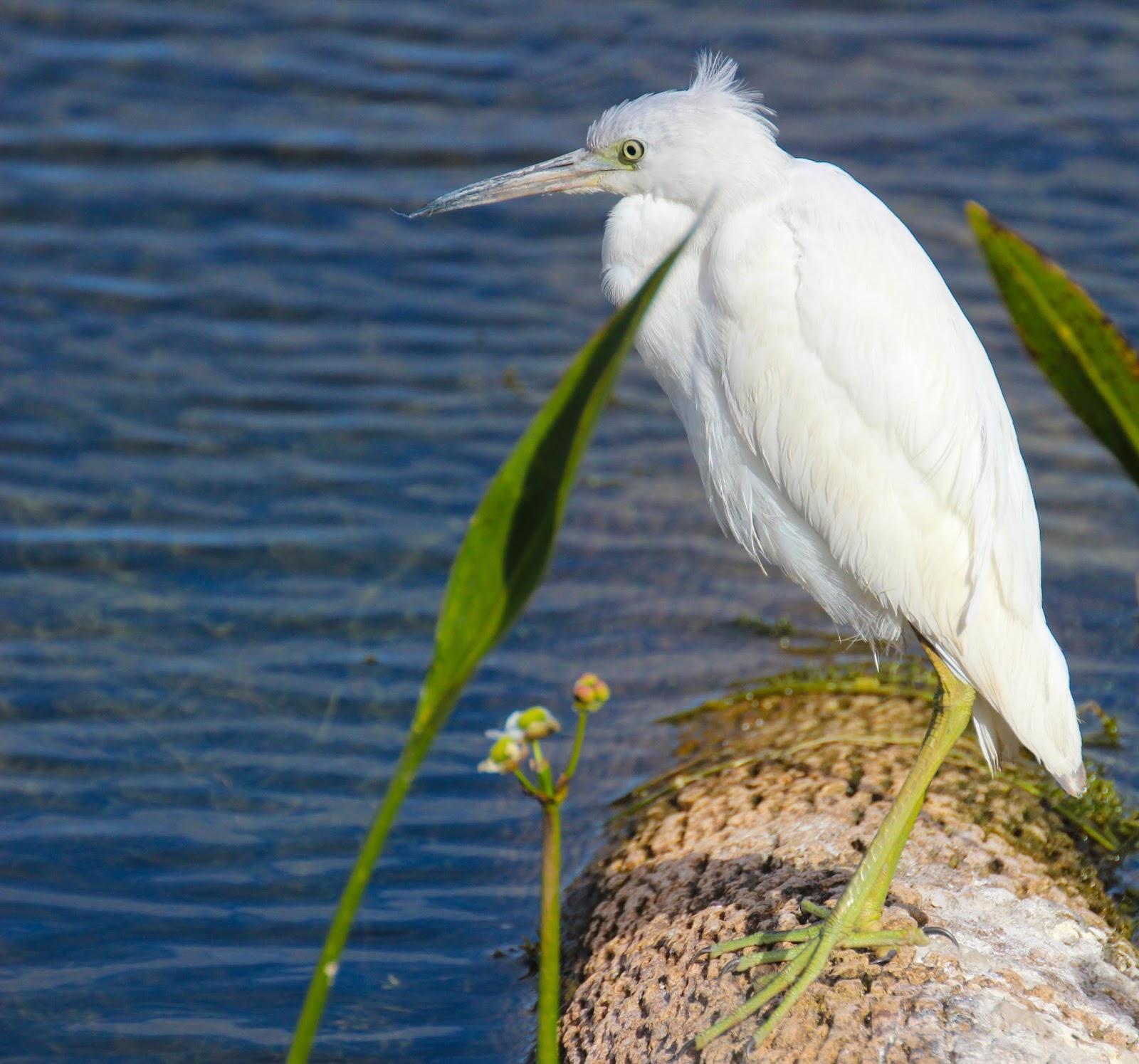 Cannundrums: Little Blue Heron