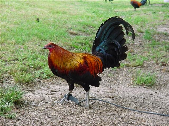 Gallos Y Galleros: Los Brown Red.