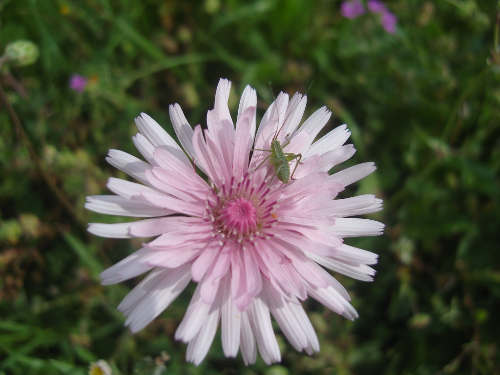 Lisi's Nature Pix: Pink Hawksbeard - Crepis rubra