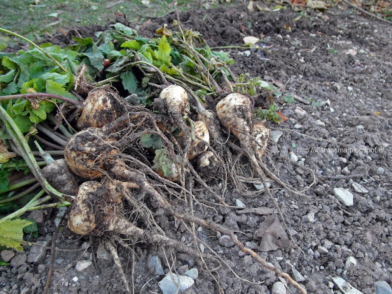 Le avventure della mia fantasia: Coltivare la pastinaca sativa 3: con ...