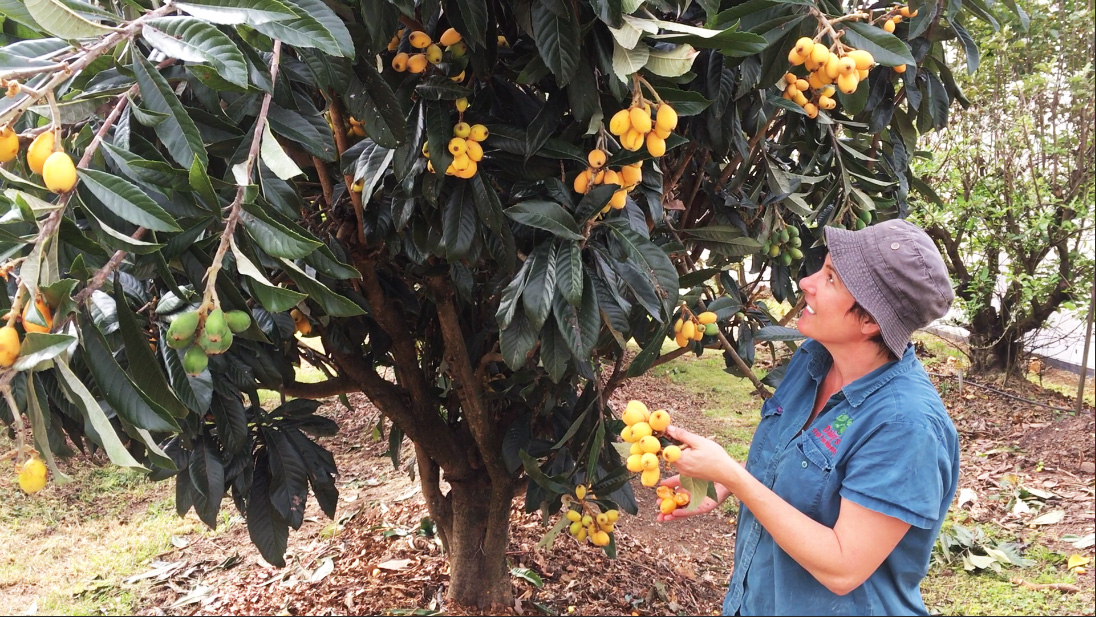 Daleys Fruit Tree Blog: Grafted Loquat Nagasakiwase - How we got our ...