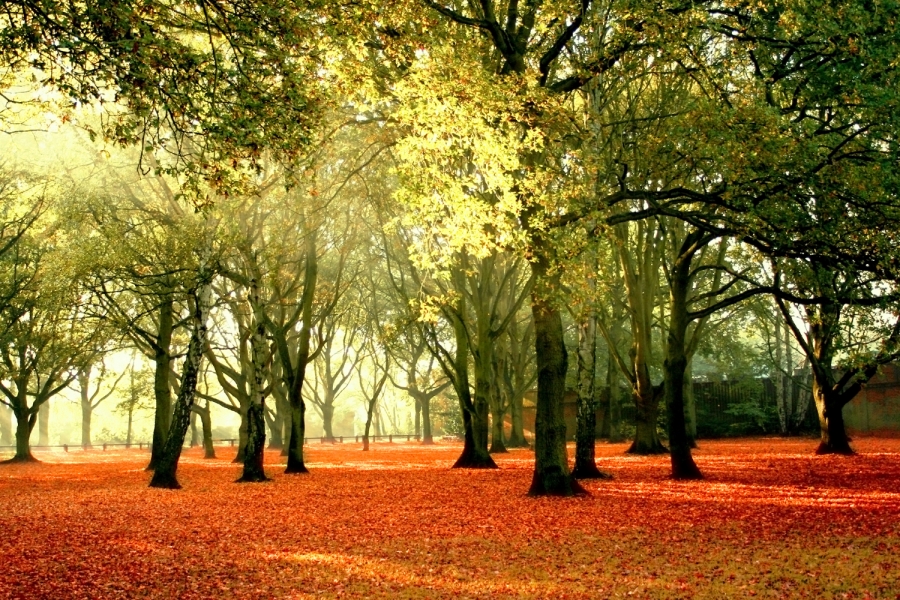 Pemandangan Hutan yang Menakjubkan | Gambar pemandangan indah Indonesia