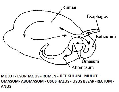 DuniaKu: PENCERNAAN HEWAN RUMINANSIA