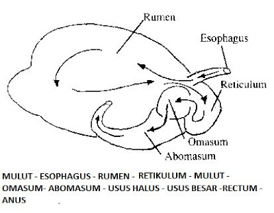 DuniaKu: PENCERNAAN HEWAN RUMINANSIA