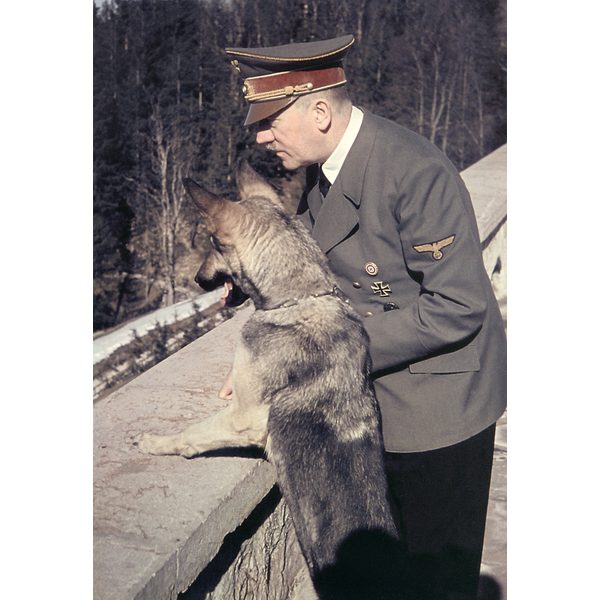 Pastores Aleman Ayala: 2016