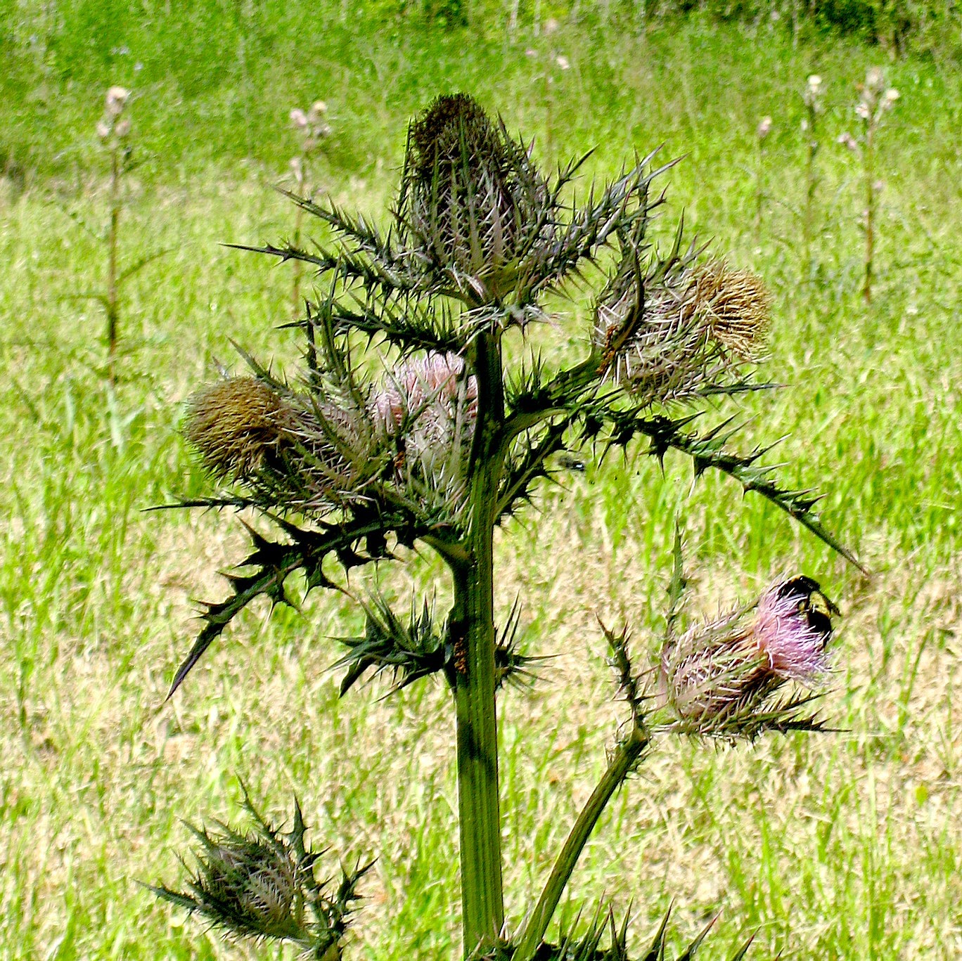 Living Rootless: Lake Martin, Louisiana: Thistle