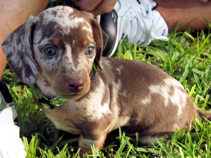 The Long and Short of it All: A Dachshund Dog News Magazine: A ...