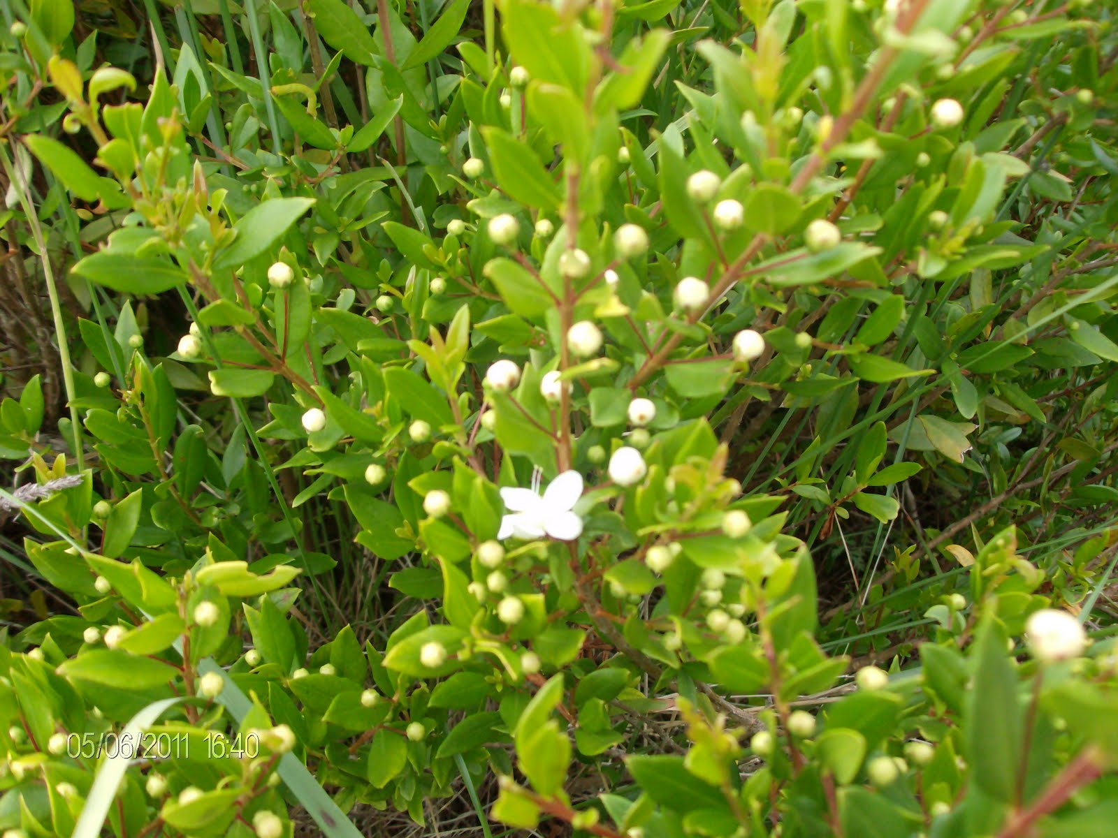 ATOUGUIA SEMPRE: Myrtus(Murta)