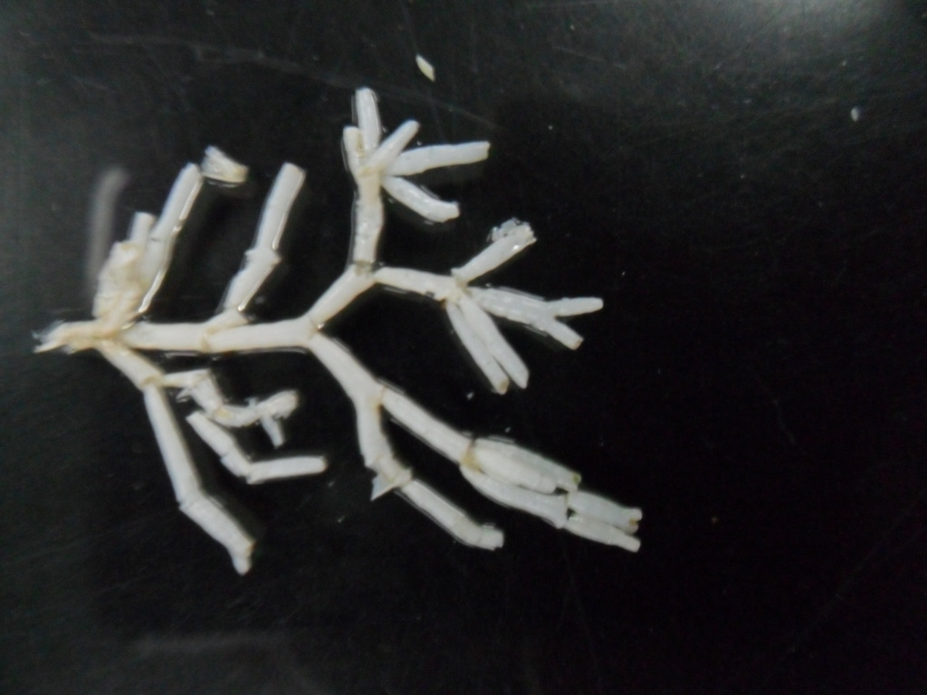 Ourlad's Paradigm: Bio 111:Phycology - Division Rhodophyta