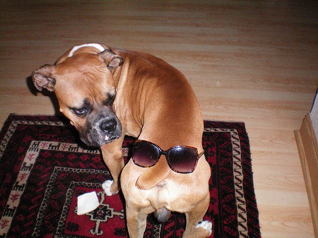 Dogs in Shades | The Ark In Space