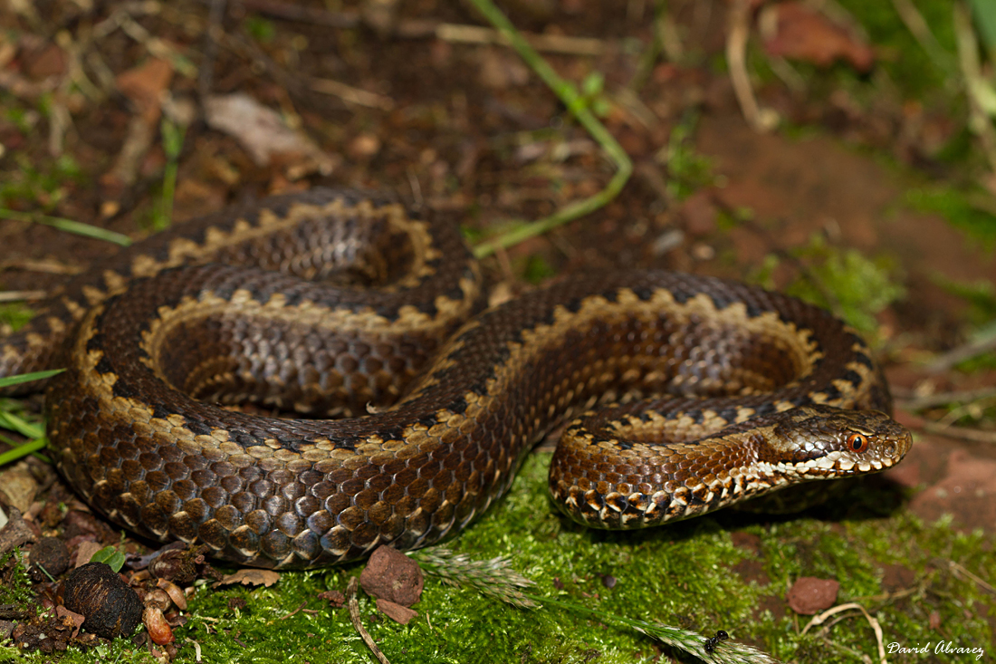 Naturaleza Cantábrica: Víboras: ¿temor infundado?