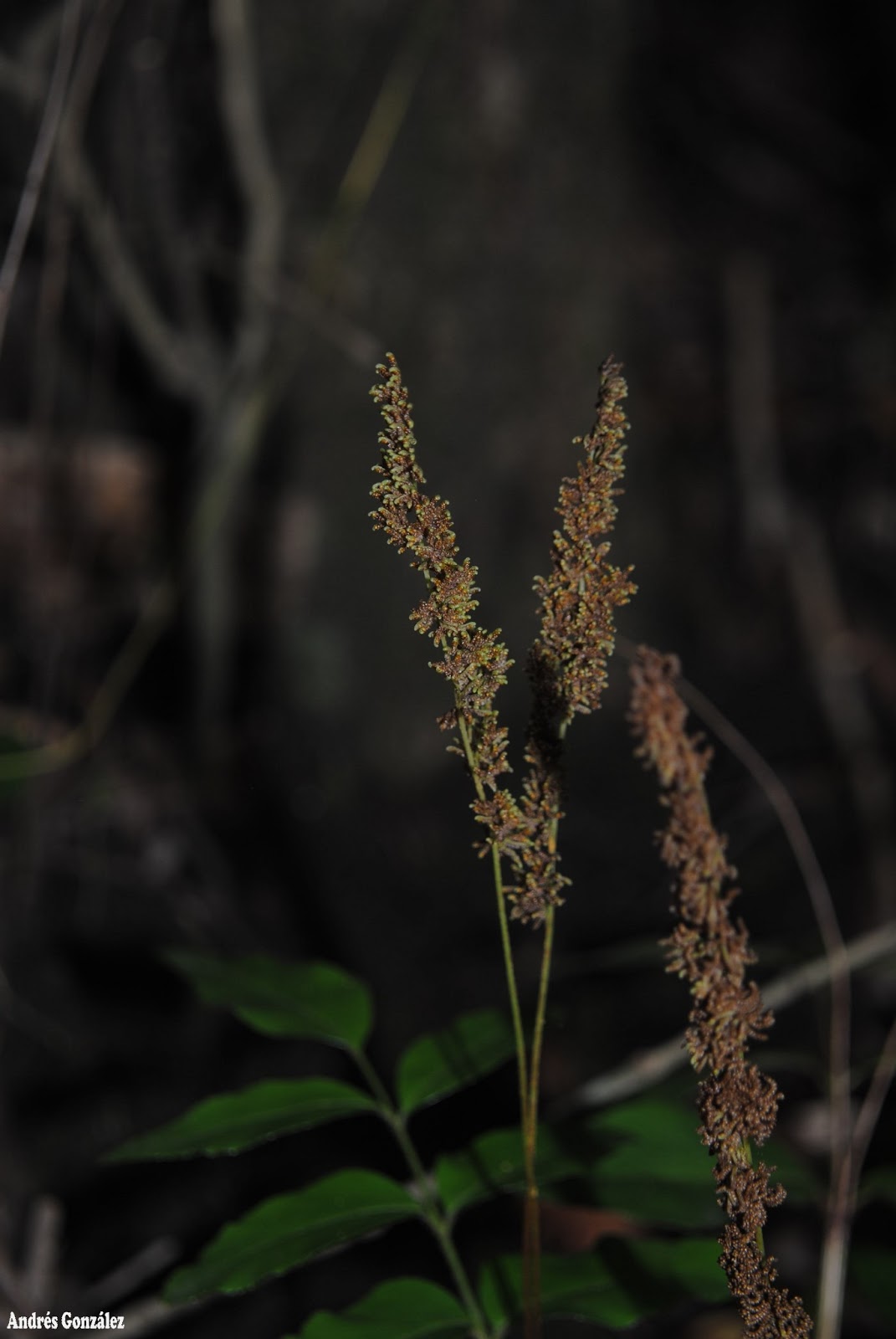 FOTOS DE FLORA NATIVA Y ADVENTICIAS DE URUGUAY : Anemia phyllitidis ...