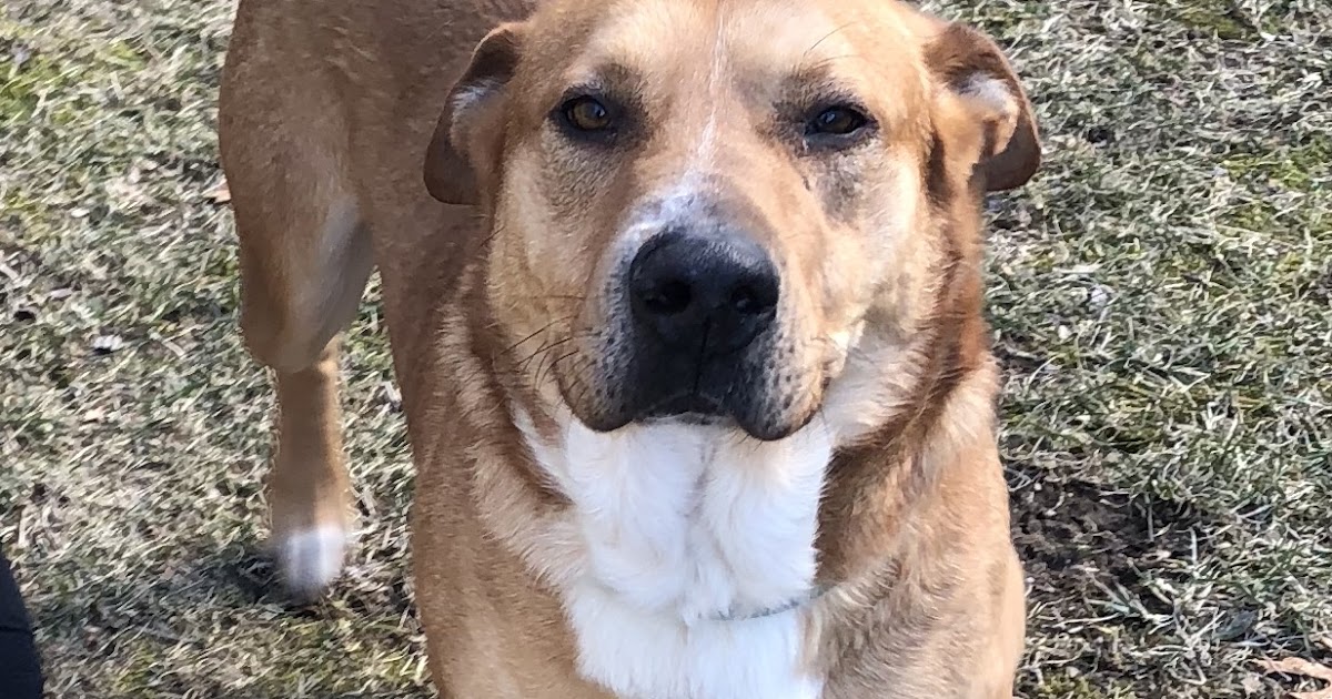 Progressive Charlestown Dog Of The Week progressive-charlestown-dog-of-the-week