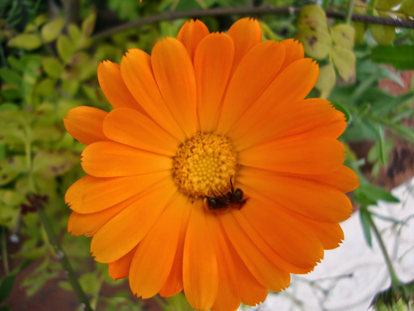 Trabajos de Encarna Gómez Valenzuela: EL INTENSO COLOR NARANJA DE LAS ...