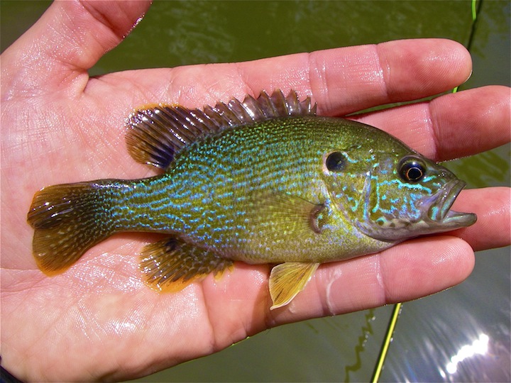 The Angler's Culvert: Rough (fish) hewn