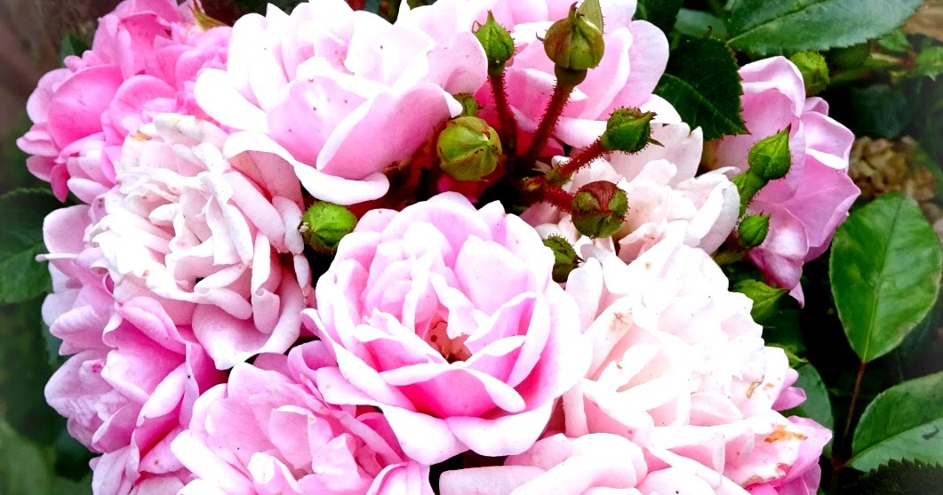 Een roos is een roos is een roos