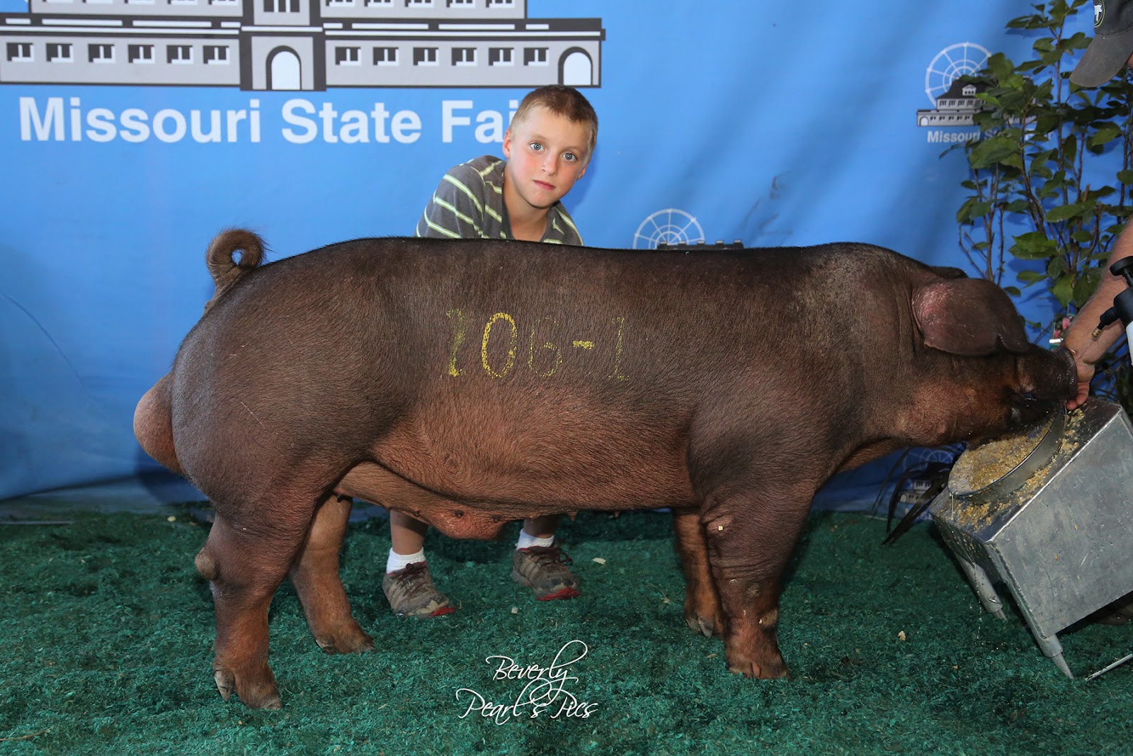 NSR Fieldview: Missouri State Fair - Open Durocs