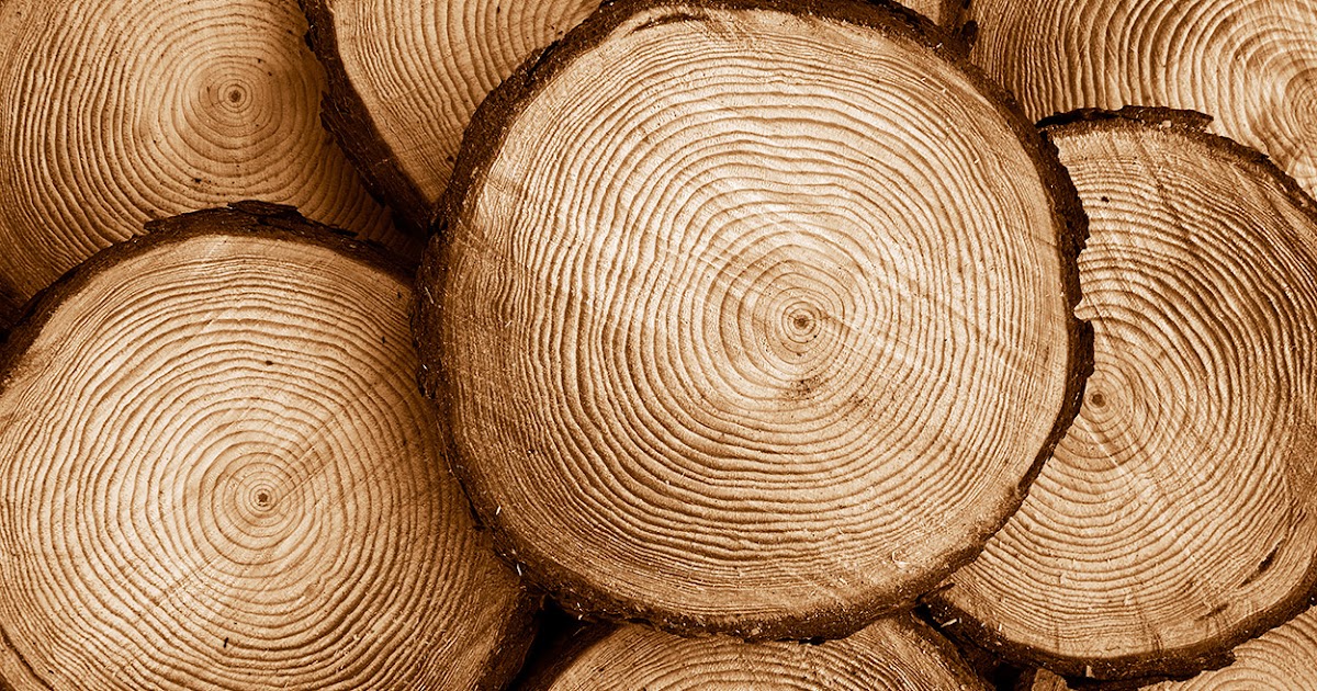 SAHABAT KAYU: Mengenal Serat Kayu Jati Belanda