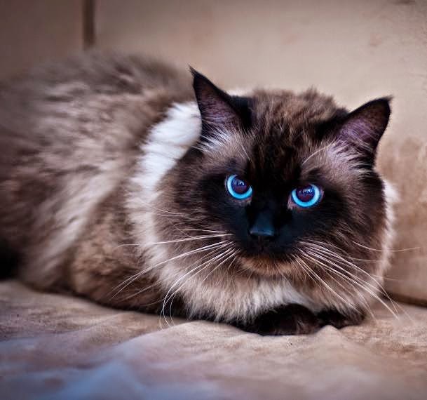 mai 2014 ~ Poze rase de pisici apartament si casa imagini cu animale de ...