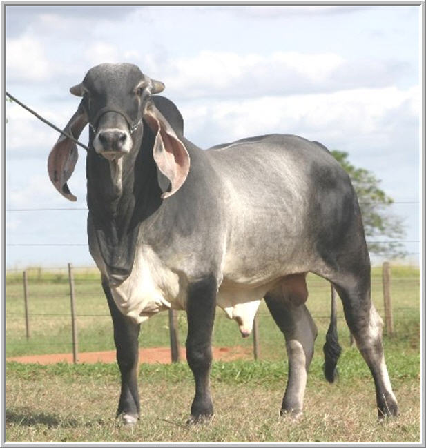 S T R A V A G A N Z A: HISTÓRIA DA RAÇA INDUBRASIL