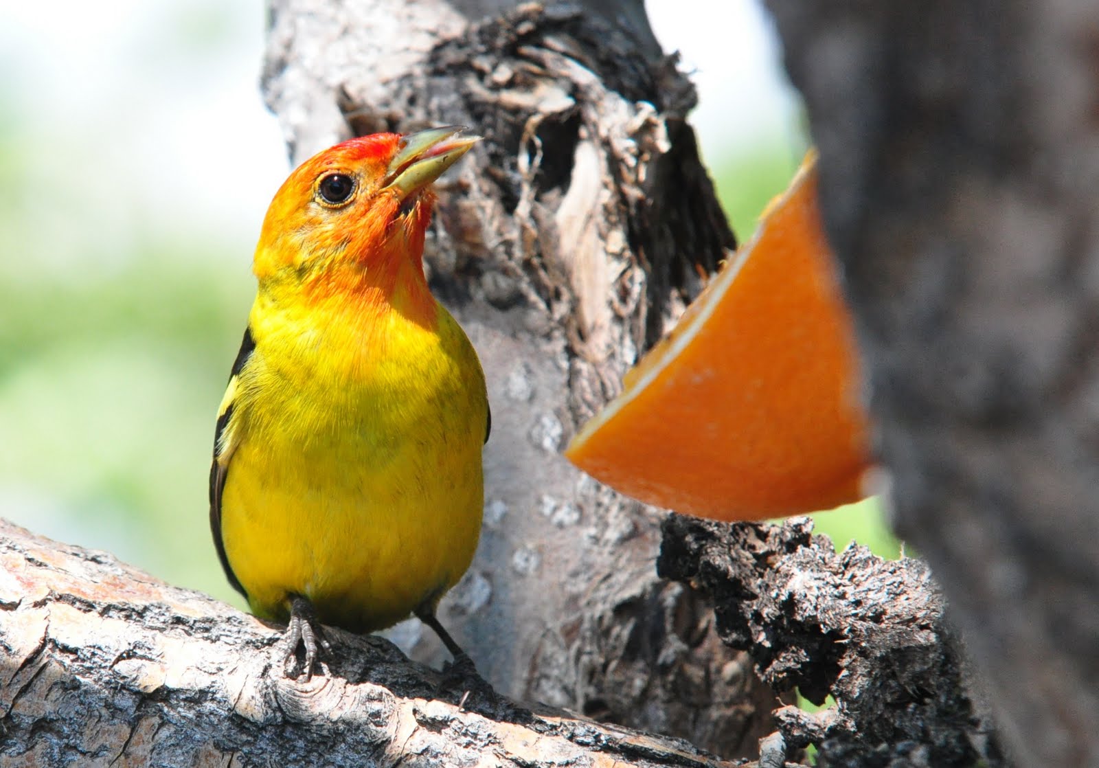 Birds of Madison County: Western Tanagers attack oranges