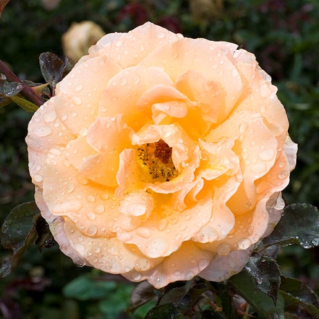 Madeira Rose Garden-English: Modern Garden Roses