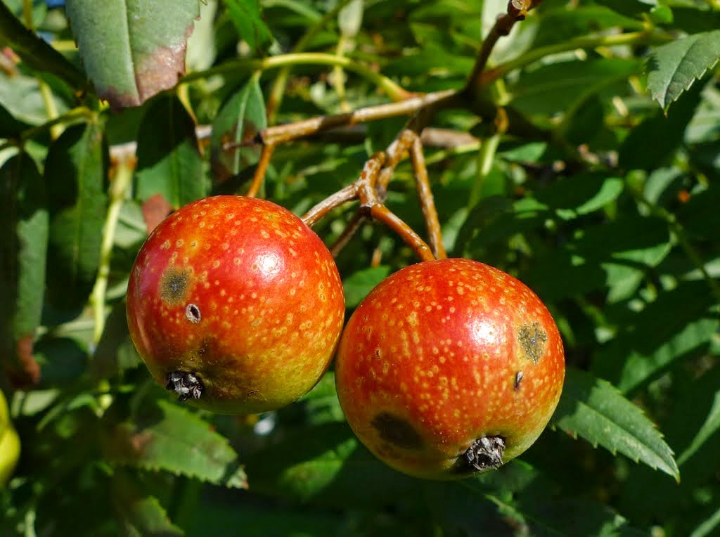 Trees Planet: Sorbus domestica - True Service Tree