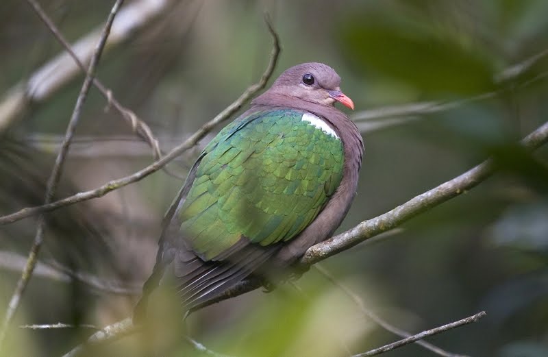 birds of nepal: Emerald Dove in Nepal