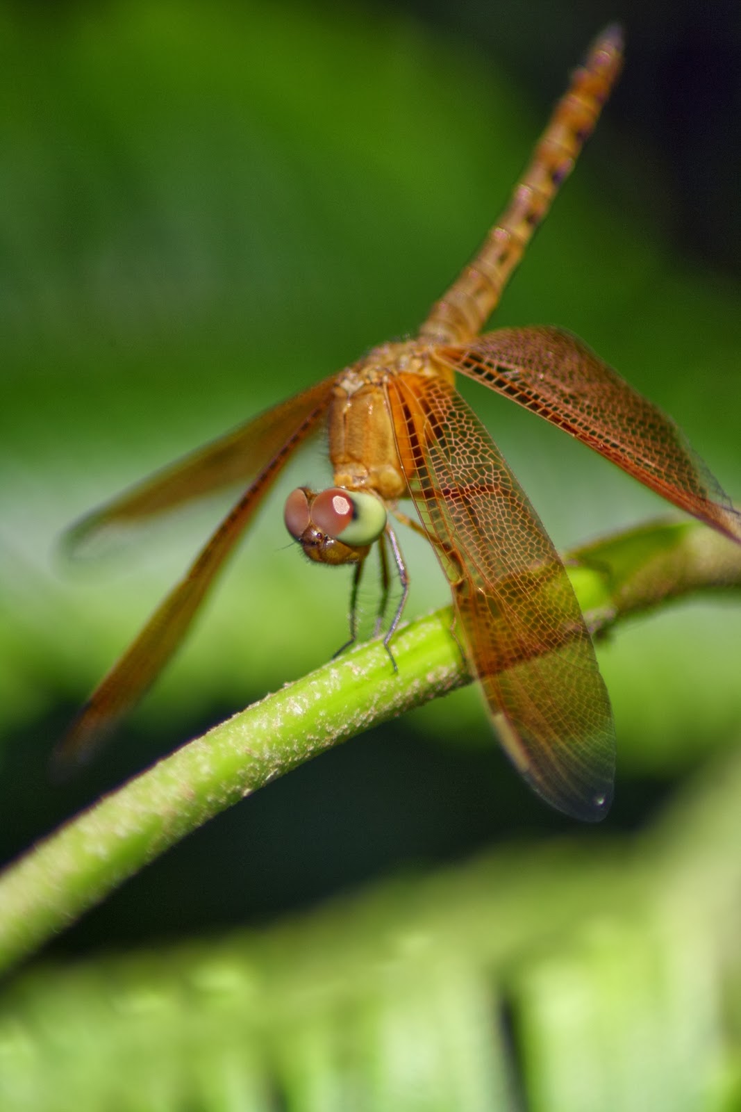 WildLife Photography
